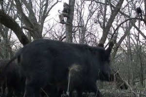 Pigman Drops a Huge Boar With a .300 Win. Mag - Wide Open Spaces