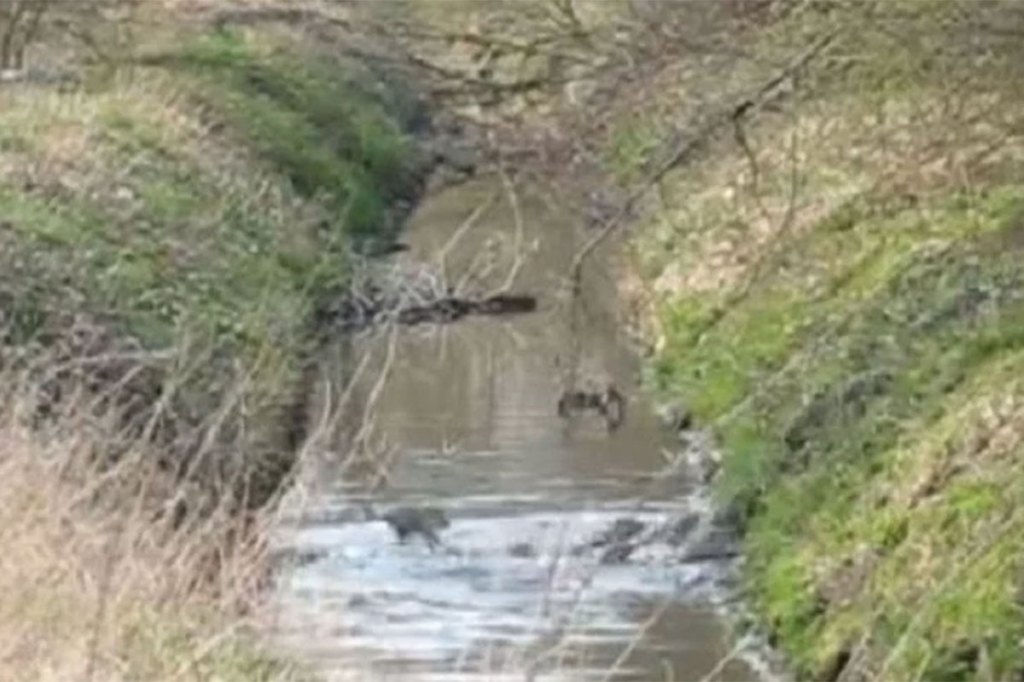 Giant Group of Pigs Proves How Serious the Feral Hog Crisis Is - Wide ...