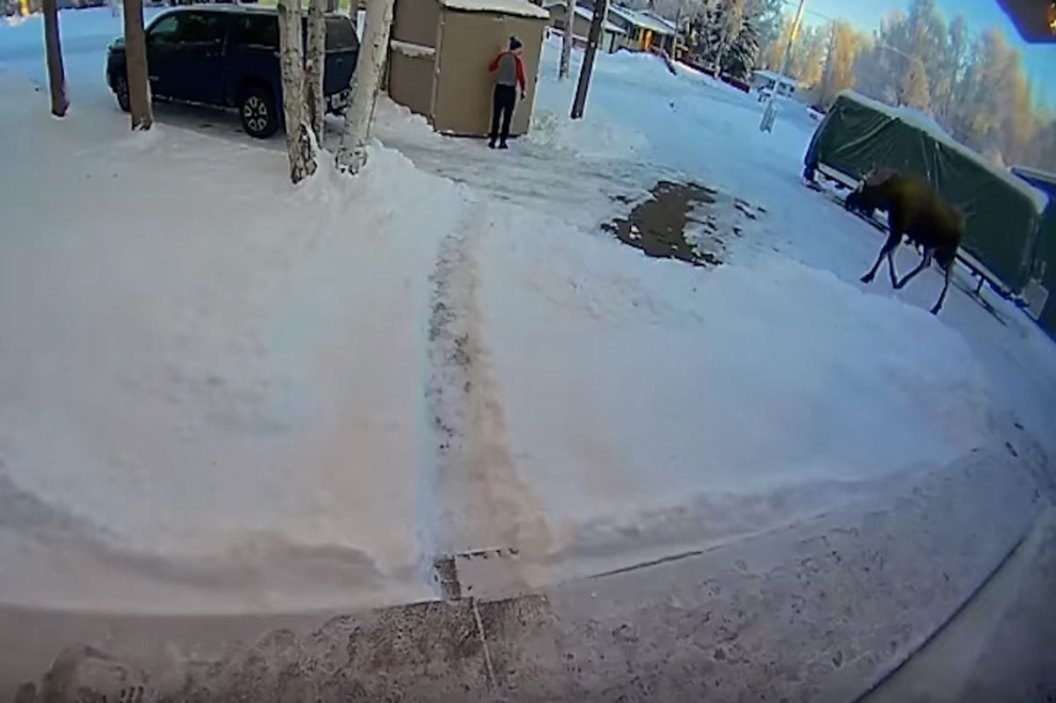 Canadian Bull Moose Cliff Dives Right in Front of Onlookers - Wide Open ...