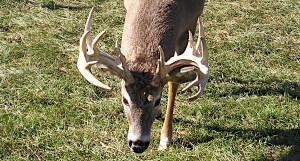 Can Humans Get CWD? The Facts on This Deadly Deer Disease - Wide Open ...