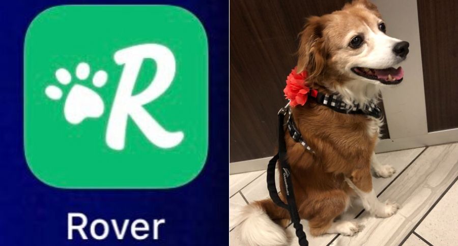 Rover Reviews: My Experience as a Dog Sitter + How to Make Money