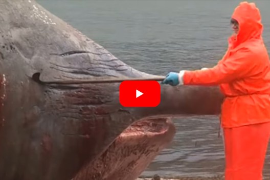 Sperm Whale Carcass Suddenly Explodes All Over Marine Biologist - Wide ...