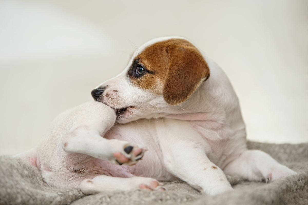 Tick or Skin Tag? How to Know What's On Your Dog + Treatment