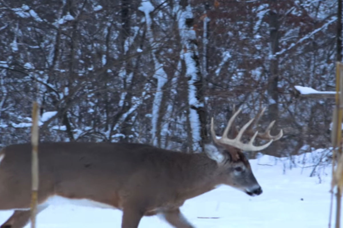 Lucky Hunter Bags Massive Drop Tine Buck on Video in Indiana - Wide ...