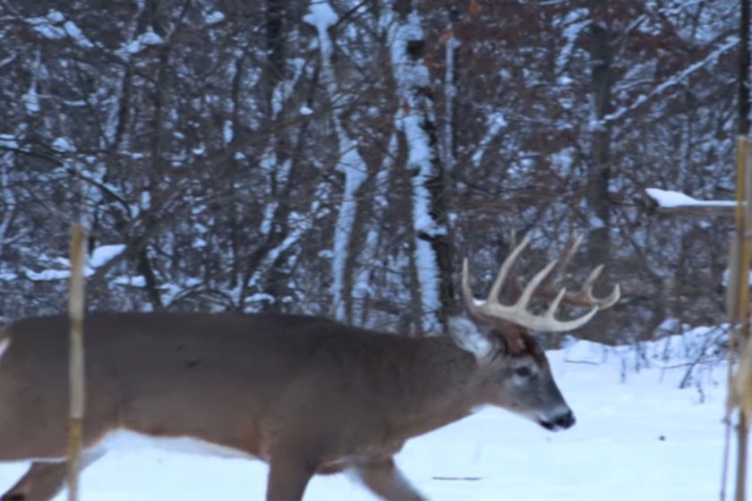 Hunter Fills Last Tag on a Nice Buck Only to Have a Bigger One Step Out ...