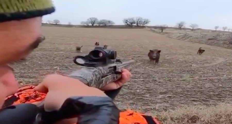 Horrifying Wild Boar Attack Caught on Security Camera - Wide Open Spaces