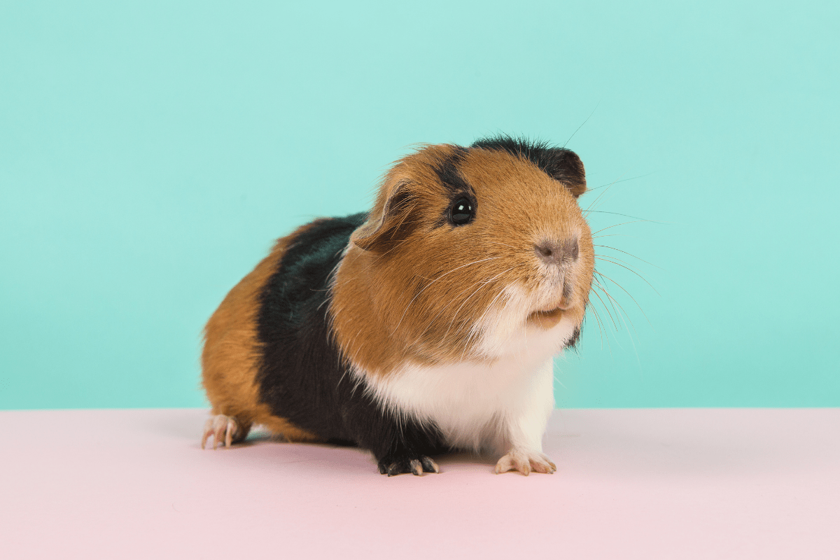 Guinea Pig Popcorning: Why Do They Show This Strange Behavior?