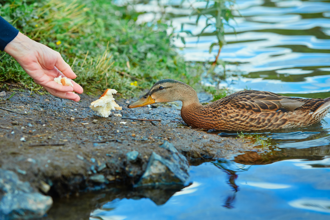 Bread Is Bad For Ducks: Why It Can Lead To Deadly Outcomes