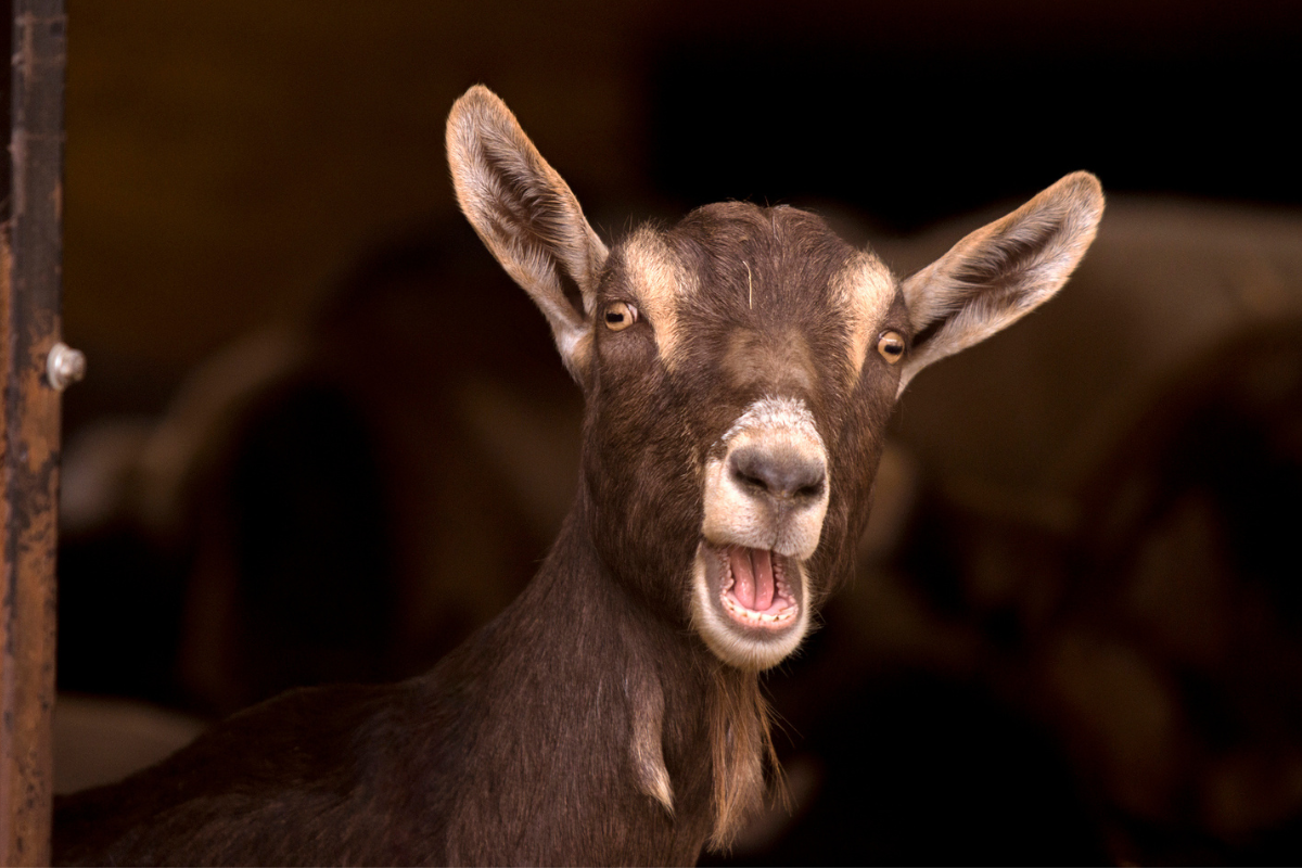 Why Do Goats Scream?