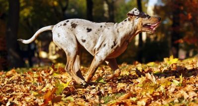 What Are Cur Dogs? Breed Overview, History and Facts