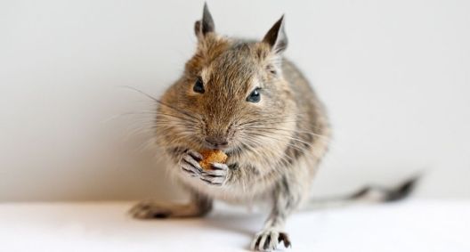 Common Degu: Care and Facts About These Active Rodents