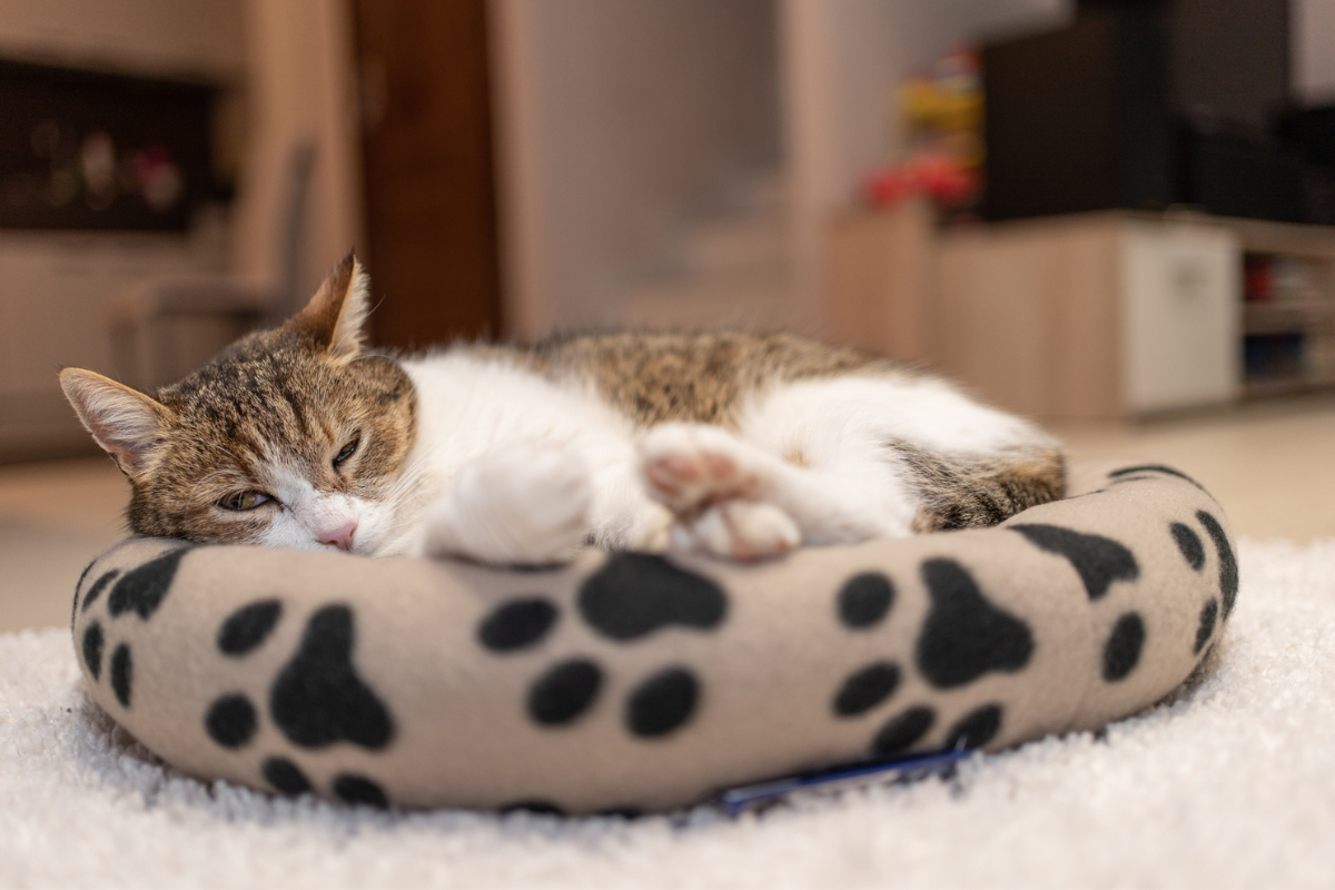 Cute Cat Beds: Adorable Options That Will Help Your Cat Sleep Purrrty