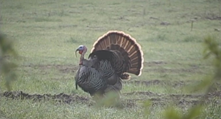 World Record 13-Beard Turkey, Back From Taxidermist and on Full Display ...