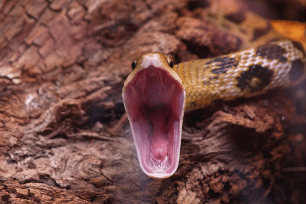 Why Do Snakes Yawn? Here Are 5 Potential Reasons