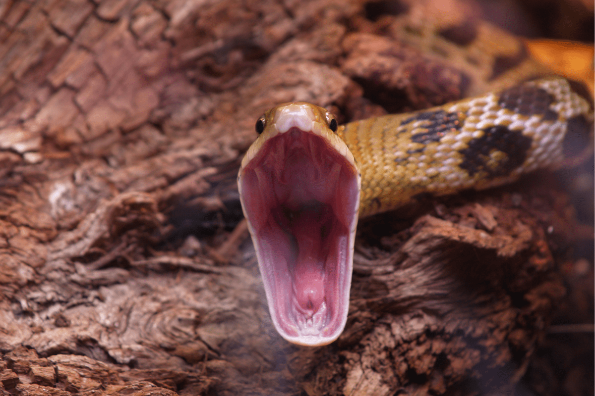 Why Do Snakes Yawn? Here Are 5 Potential Reasons