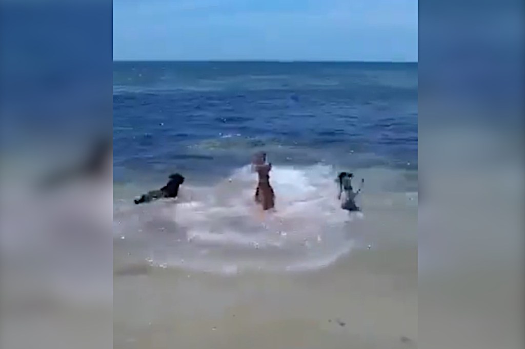 Unleashed Dogs Run Into Water, Dangerously Play With School of Sharks ...