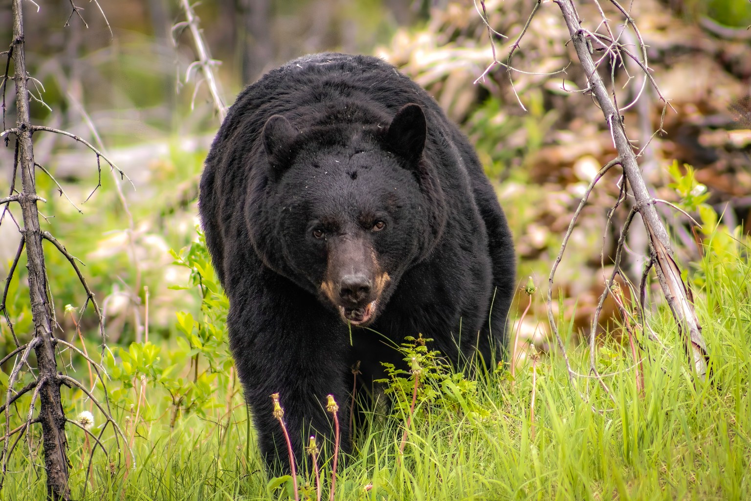 Fatal Black Bear Attacks in North America Over the Last 20 Years - Wide ...