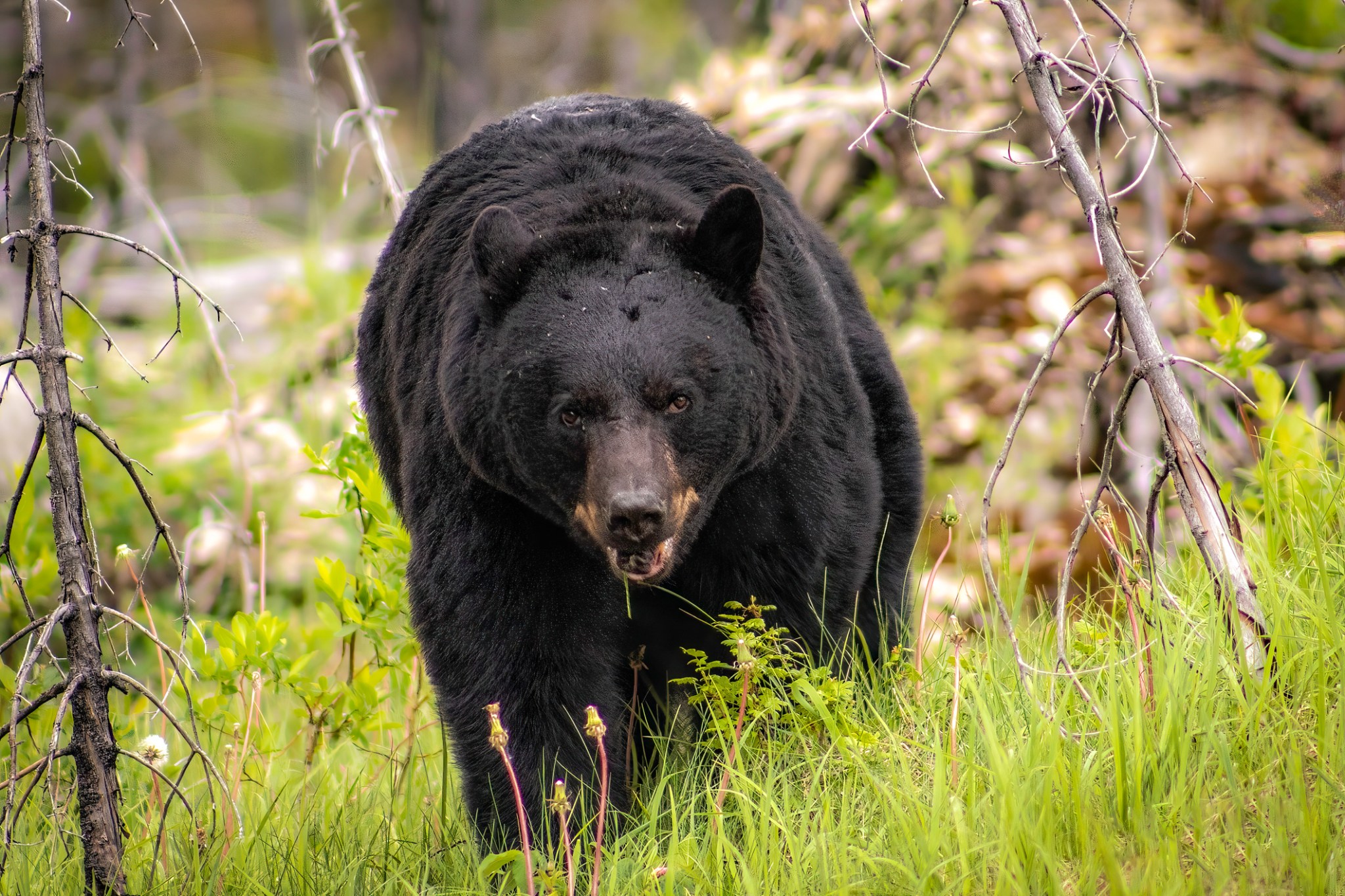 Bear Attacks: The Worst Recorded Encounters of All Time
