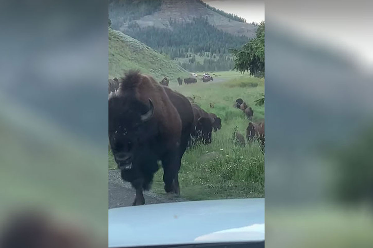 Russian Security Cam Footage Shows Pack of Wolves Charging Police on ...