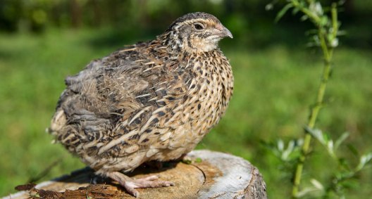 Conturnix Quail: Appearance, Temperament and Egg Laying
