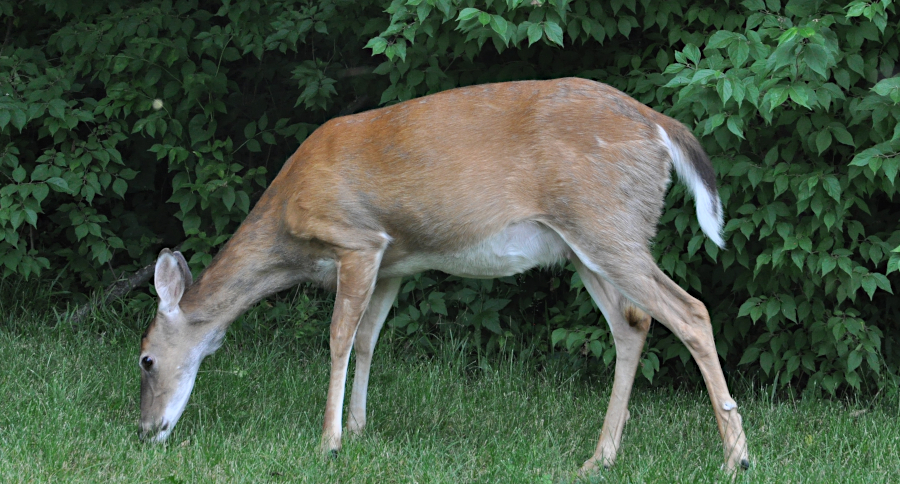 Can Humans Get CWD? The Facts on This Deadly Deer Disease - Wide Open ...