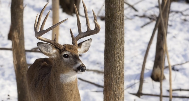 Hilarious Takes on 5 Deer Stands and the Hunters Who Use Them