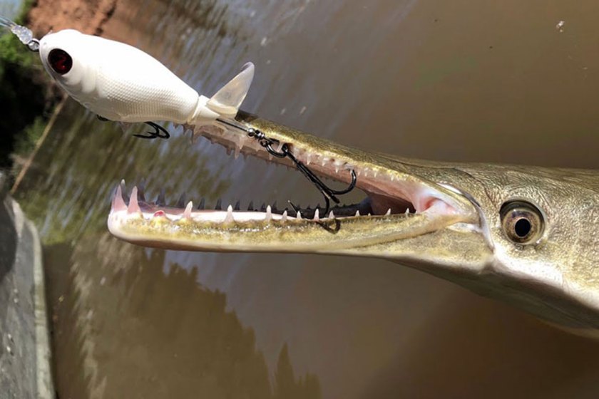 Angler Catches Alligator Gar on Whopper Plopper - Wide Open Spaces