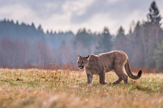 How Big is a Mountain Lion? All About America's Biggest Wild Cat
