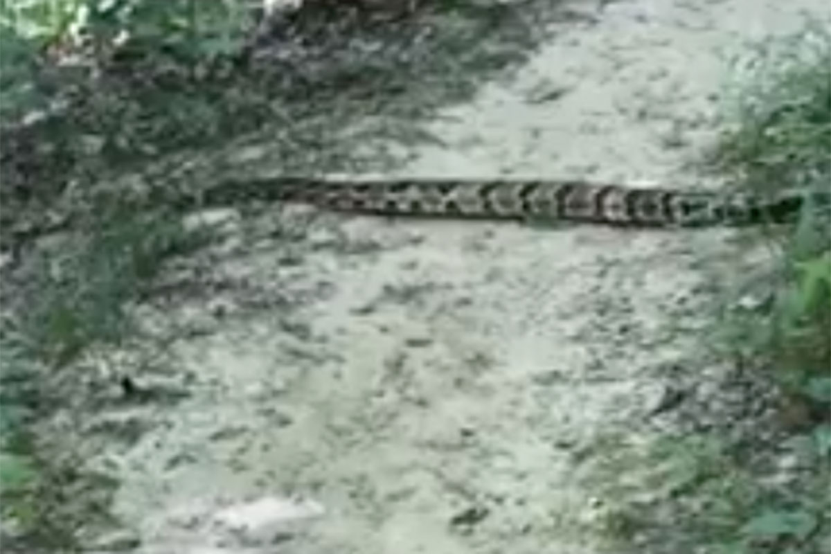 Large Rattlesnake Crosses Trail in Indiana State Park - Wide Open Spaces