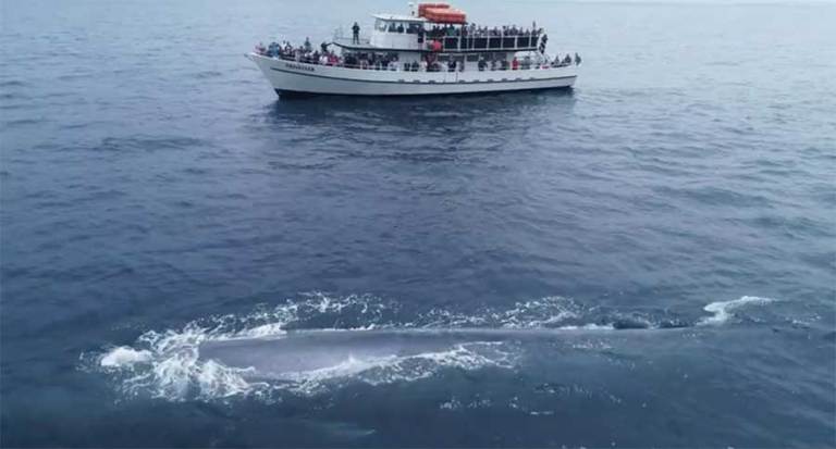 Sperm Whale Carcass Suddenly Explodes All Over Marine Biologist - Wide ...