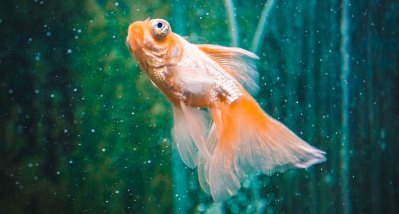 Goldfish Facts: There's More Than You Know