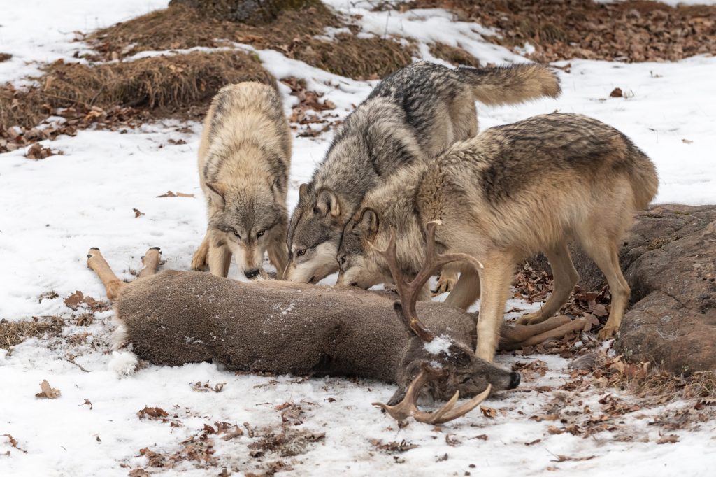 How Big Are Wolves? Size of a Gray Wolf, Timber Wolf, and More