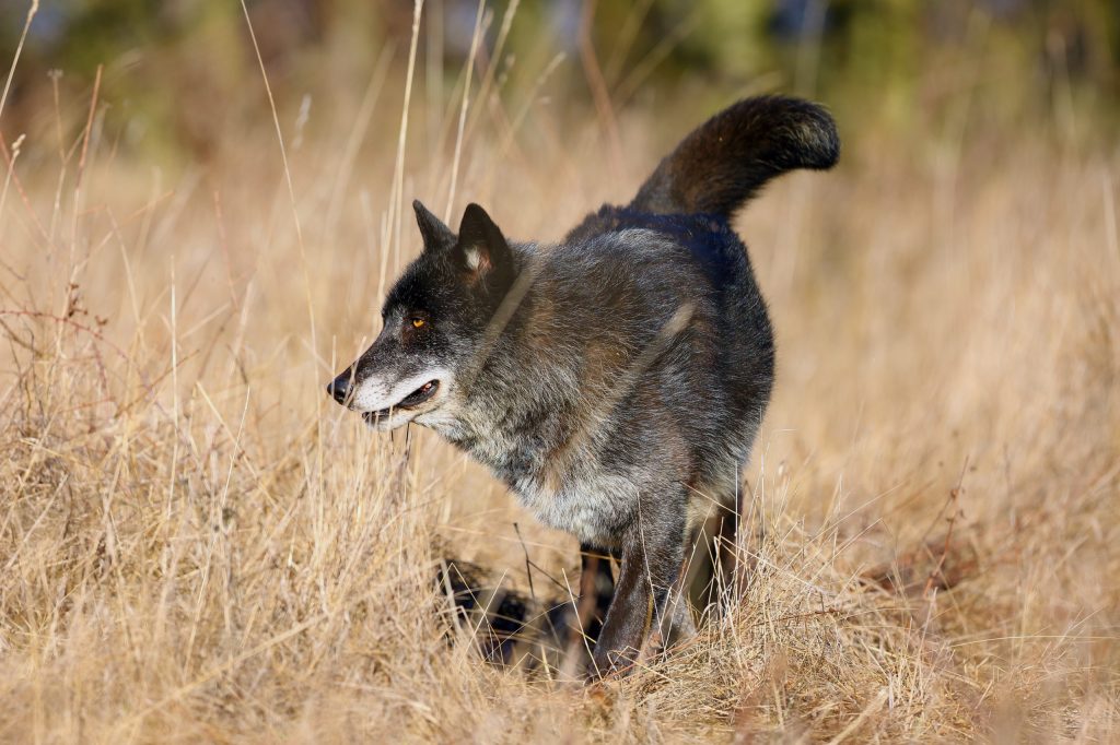 How Big Are Wolves? Size of a Gray Wolf, Timber Wolf, and More