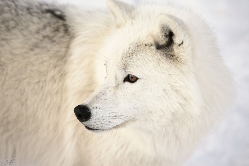 How Big Wolves Really Are