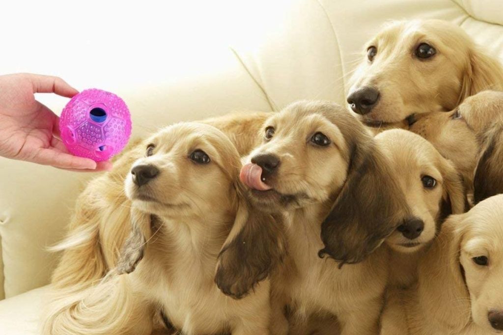 13 Best Interactive Dog Toys of Summer 2021 on Amazon for Enrichment