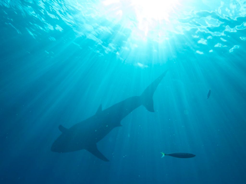 15 Pictures of Great White Sharks that Showcase Their Size and Ferocity ...