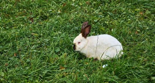 Californian Rabbits: Everything You Need to Know About the Breed