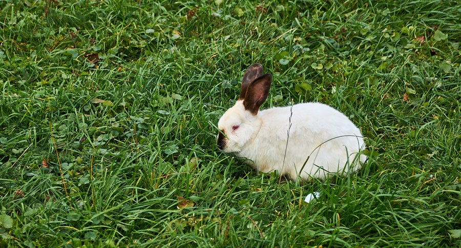 Californian Rabbits: Everything You Need to Know About the Breed