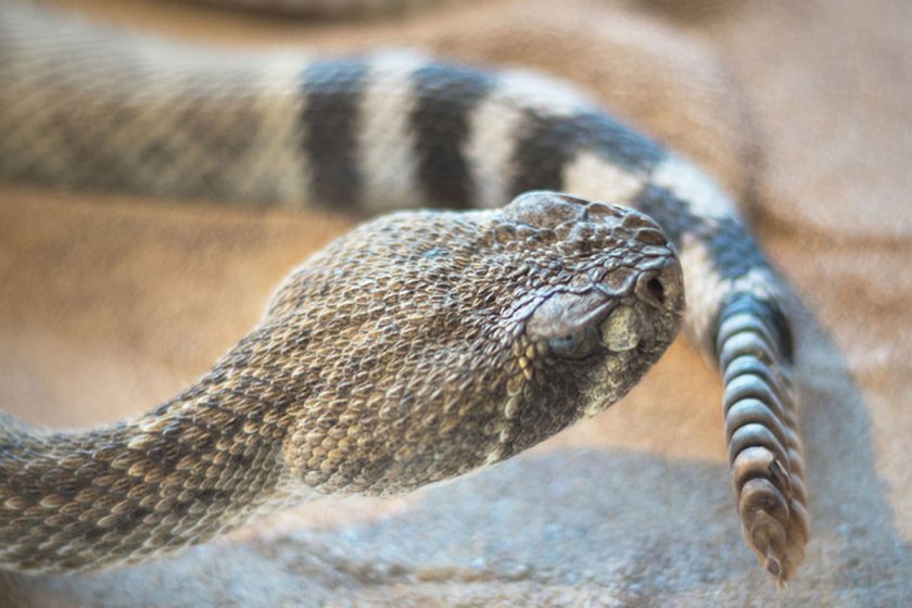 Look What Happened to This Python After It Swallowed an Alligator