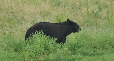 Spring Bear Hunting Tips for Your First Season Afield - Wide Open Spaces
