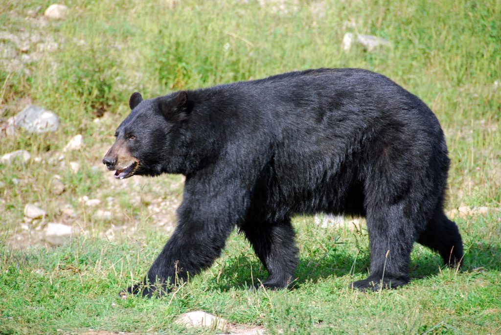 Spring Bear Hunting Tips for Your First Season Afield - Wide Open Spaces