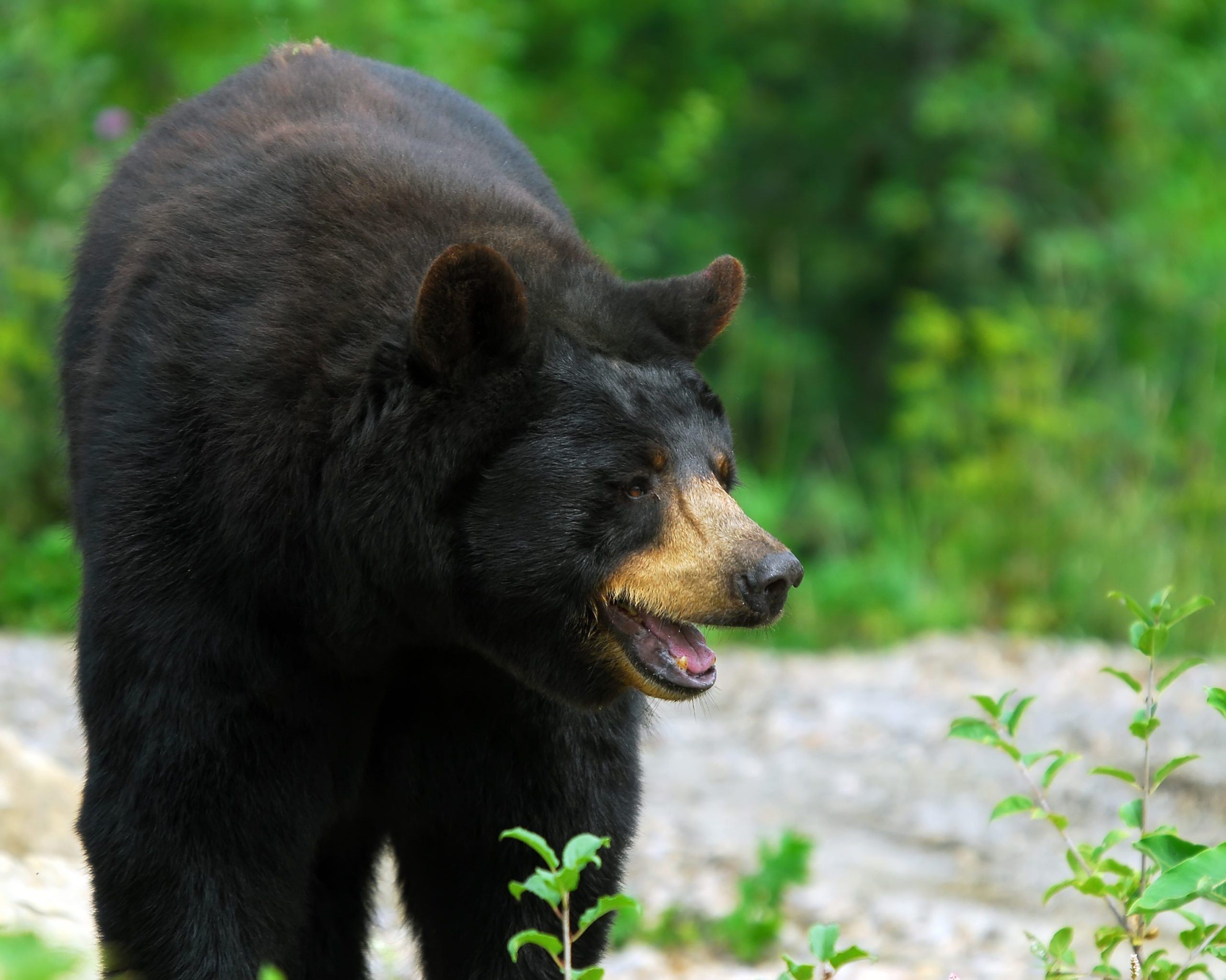 Spring Bear Hunting Tips for Your First Season Afield - Wide Open Spaces