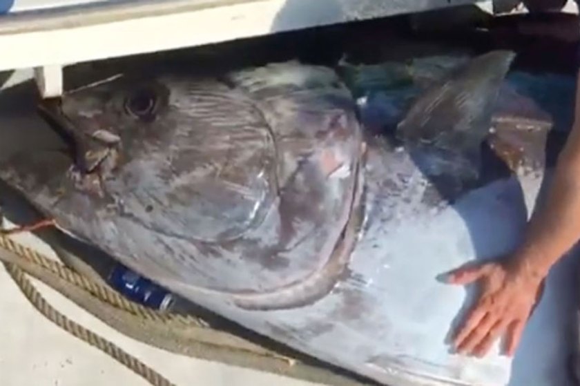 Would the Tuna in This Underwater Video be a World Record? - Wide Open ...