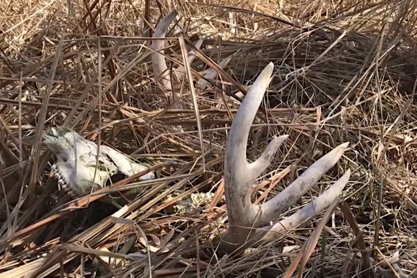 Lucky Shed Hunter Finds a Giant, 180-inch, 13-Point Deadhead Buck ...
