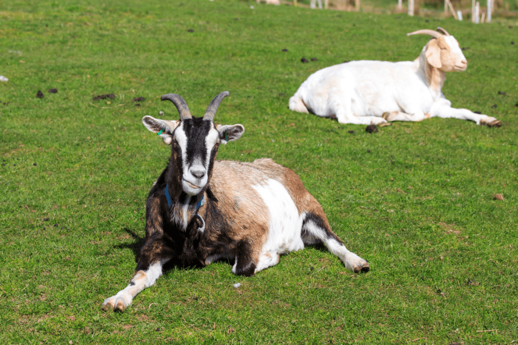 The Boer Goat: Gentle Giants Roaming The Barnyard
