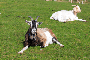 The Boer Goat: Gentle Giants Roaming The Barnyard