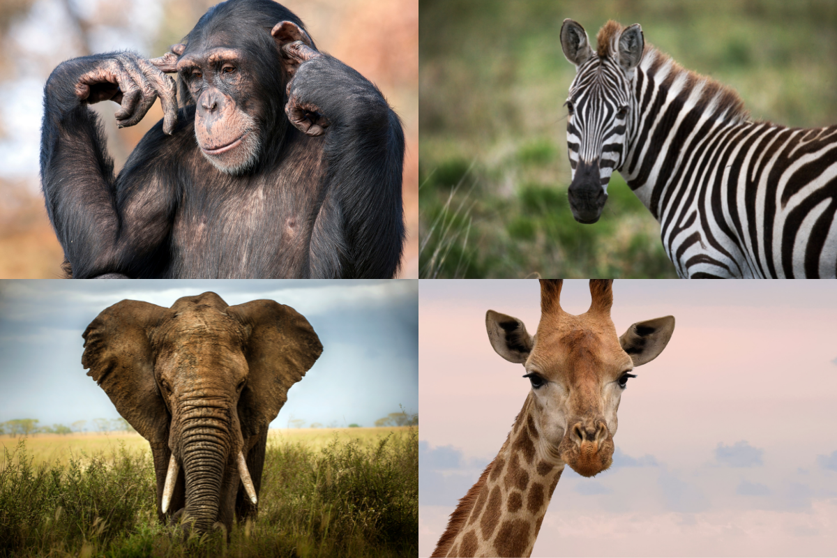 What Happened To Michael Jackson's Pets at Neverland Ranch?