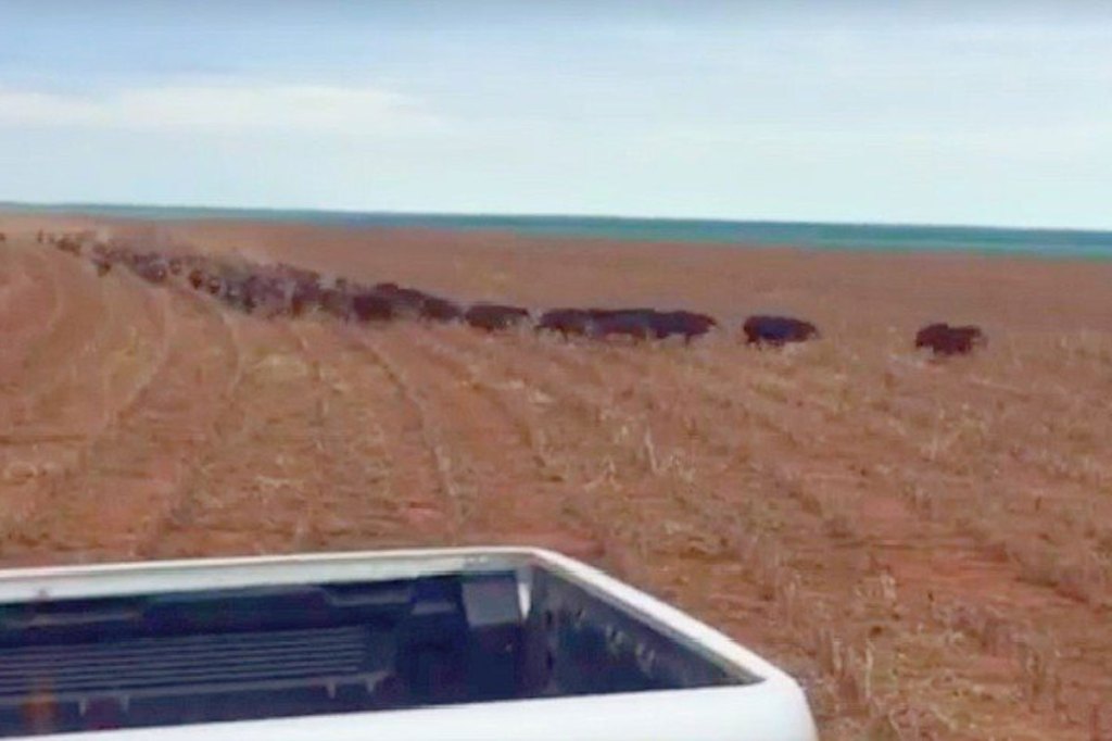 Parade of Wild Hogs Catches Rancher's Attention - Wide Open Spaces