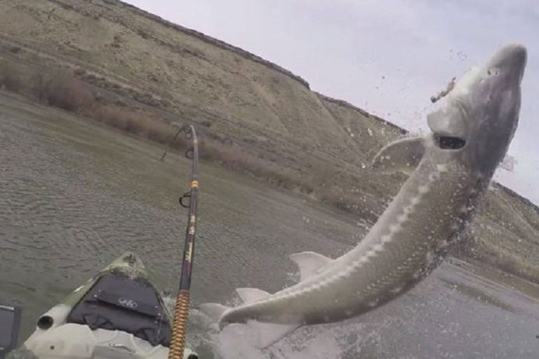 High-Flying Sturgeon Puts on Show for Idaho Kayakers - Wide Open Spaces