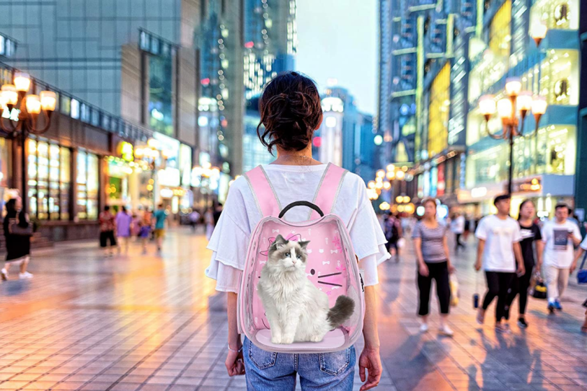 7 Best Cat Backpacks of 2021 for Every Budget: Carriers for Hiking & More